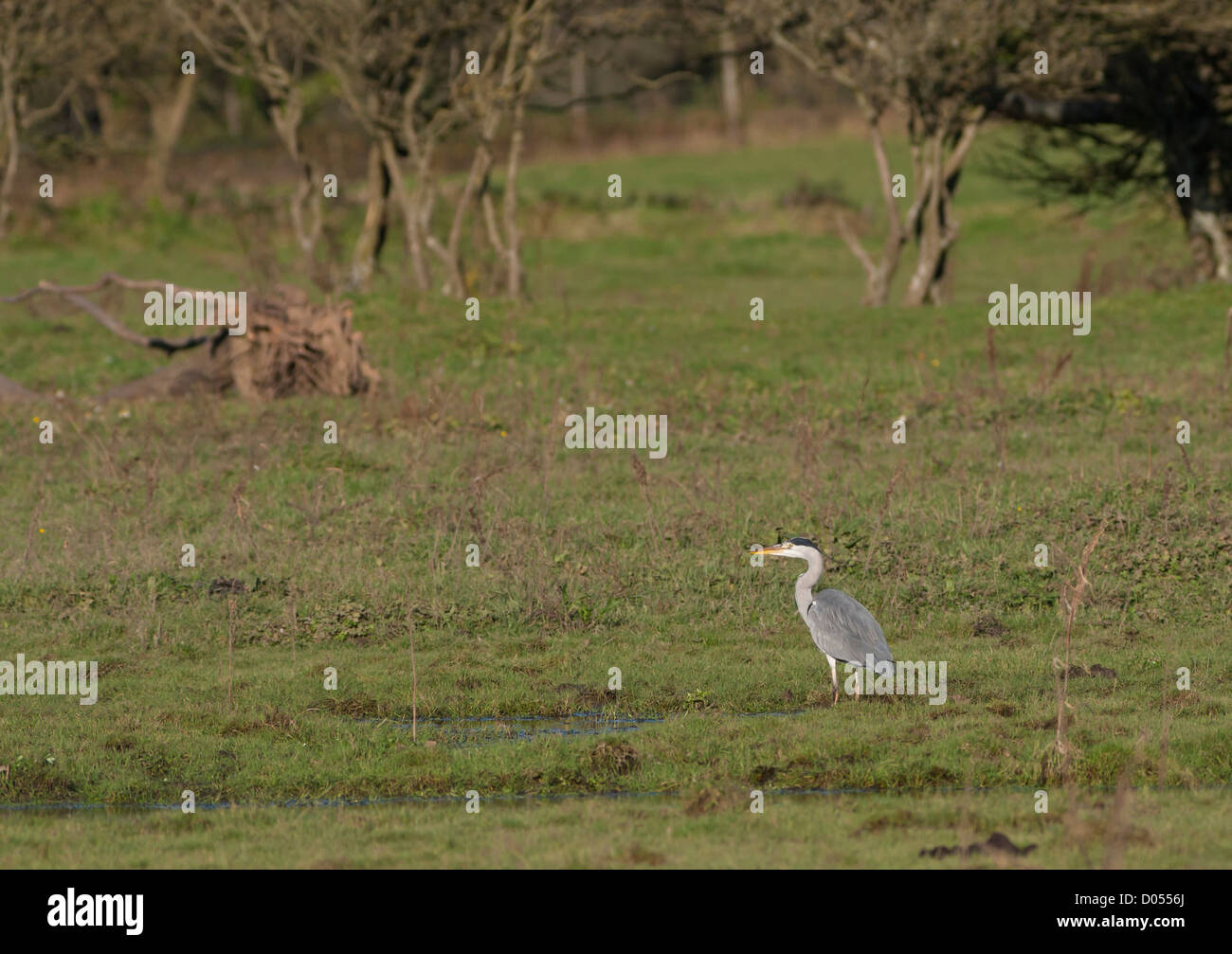 Marsh trees hi-res stock photography and images - Alamy
