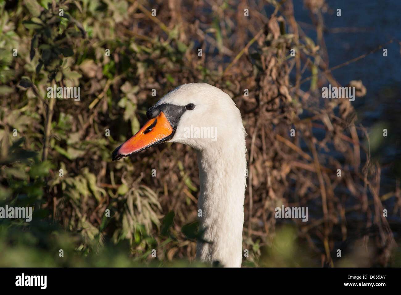 Mute swan head close up against vegetation Stock Photo - Alamy