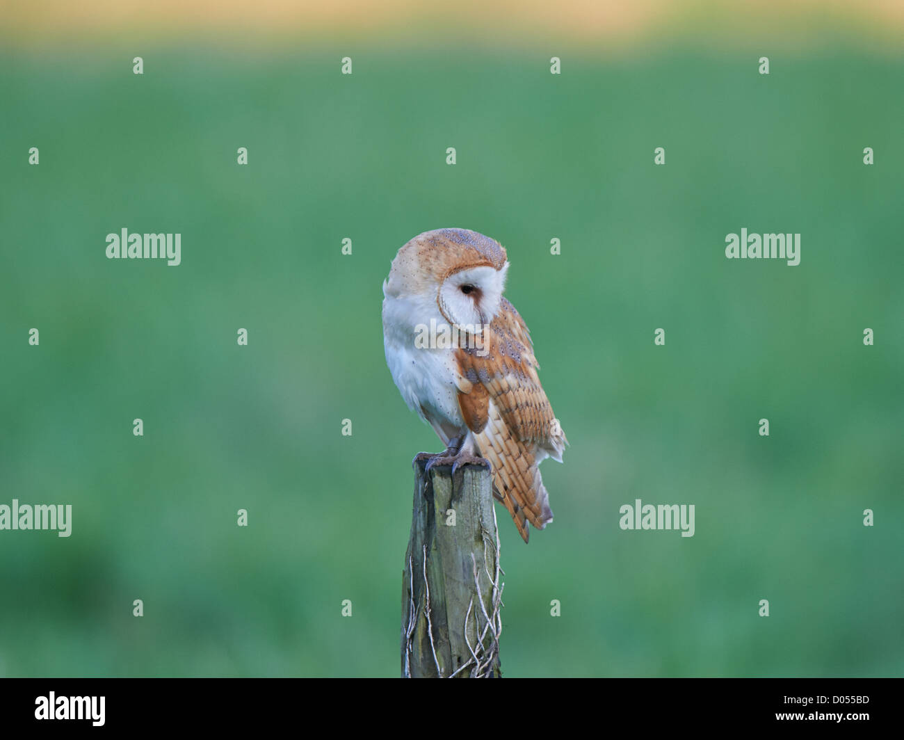 Barn Owl sitting on post Stock Photo - Alamy