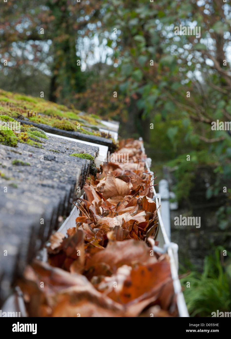 Autumn gutter blocked with leaves Stock Photo - Alamy
