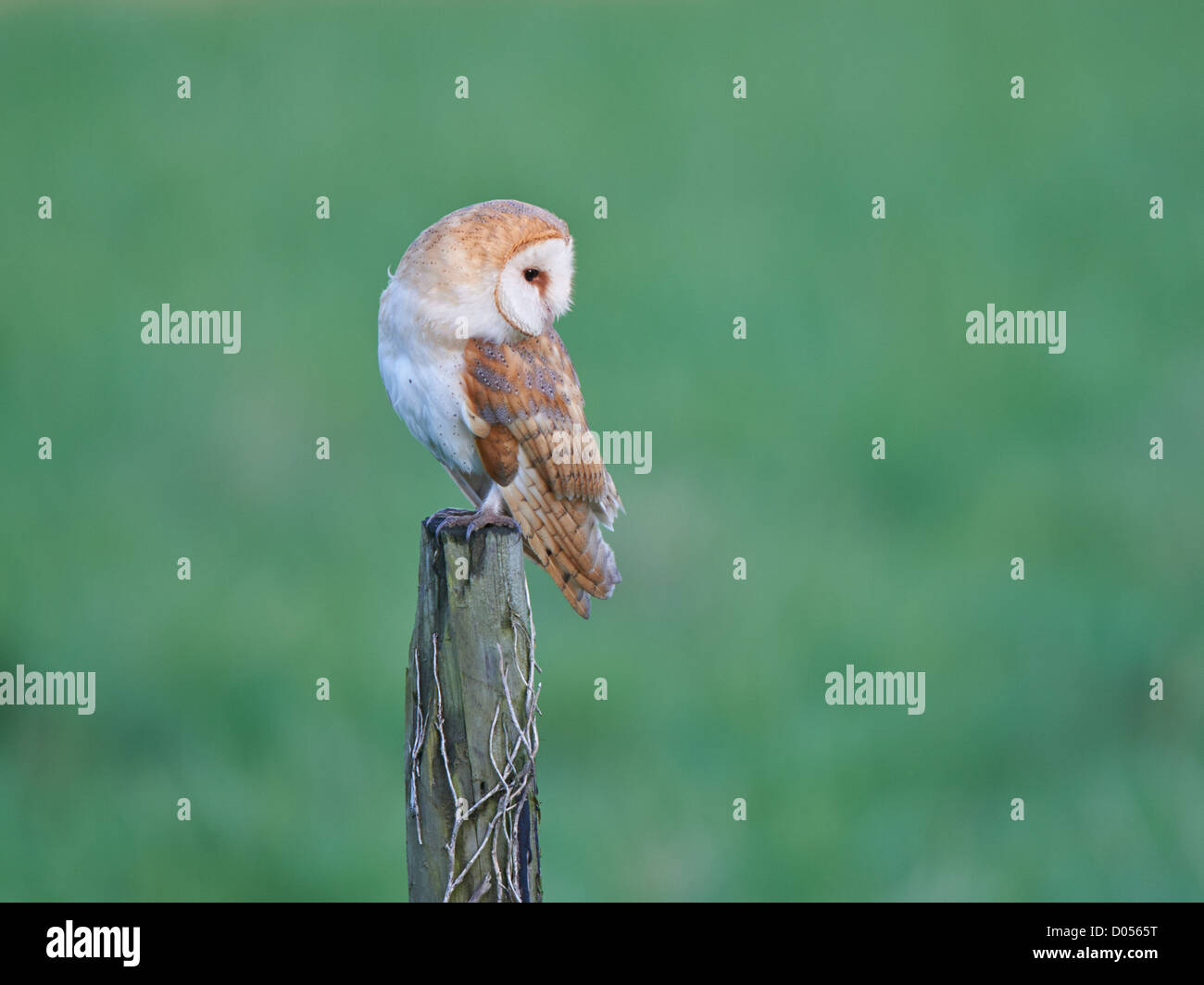 Barn Owl sitting on post Stock Photo - Alamy