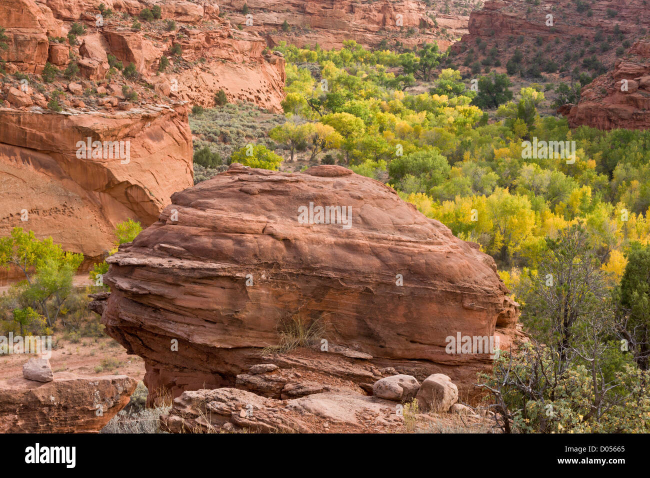 Red Wingate sandstone in Long Canyon, near Boulder, in the Grand ...