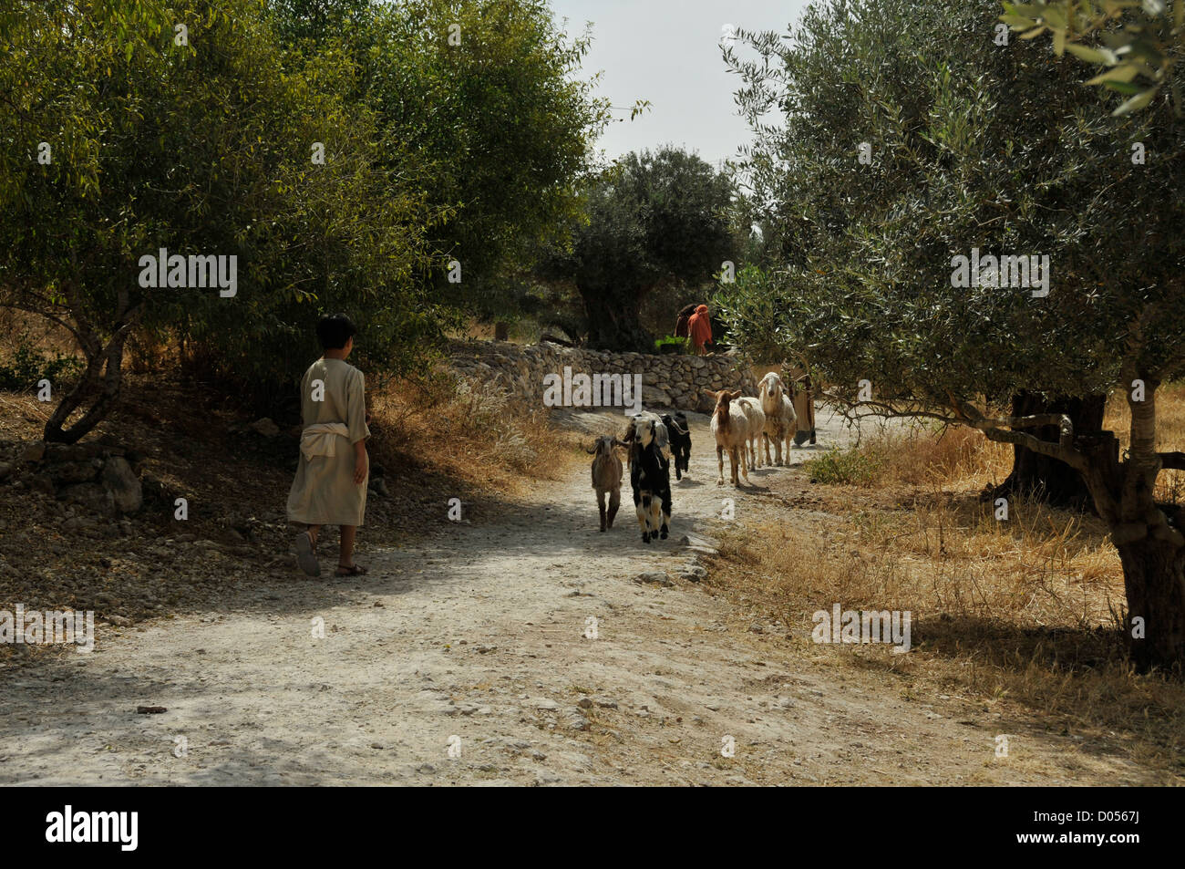 Israel sheep hi-res stock photography and images - Alamy