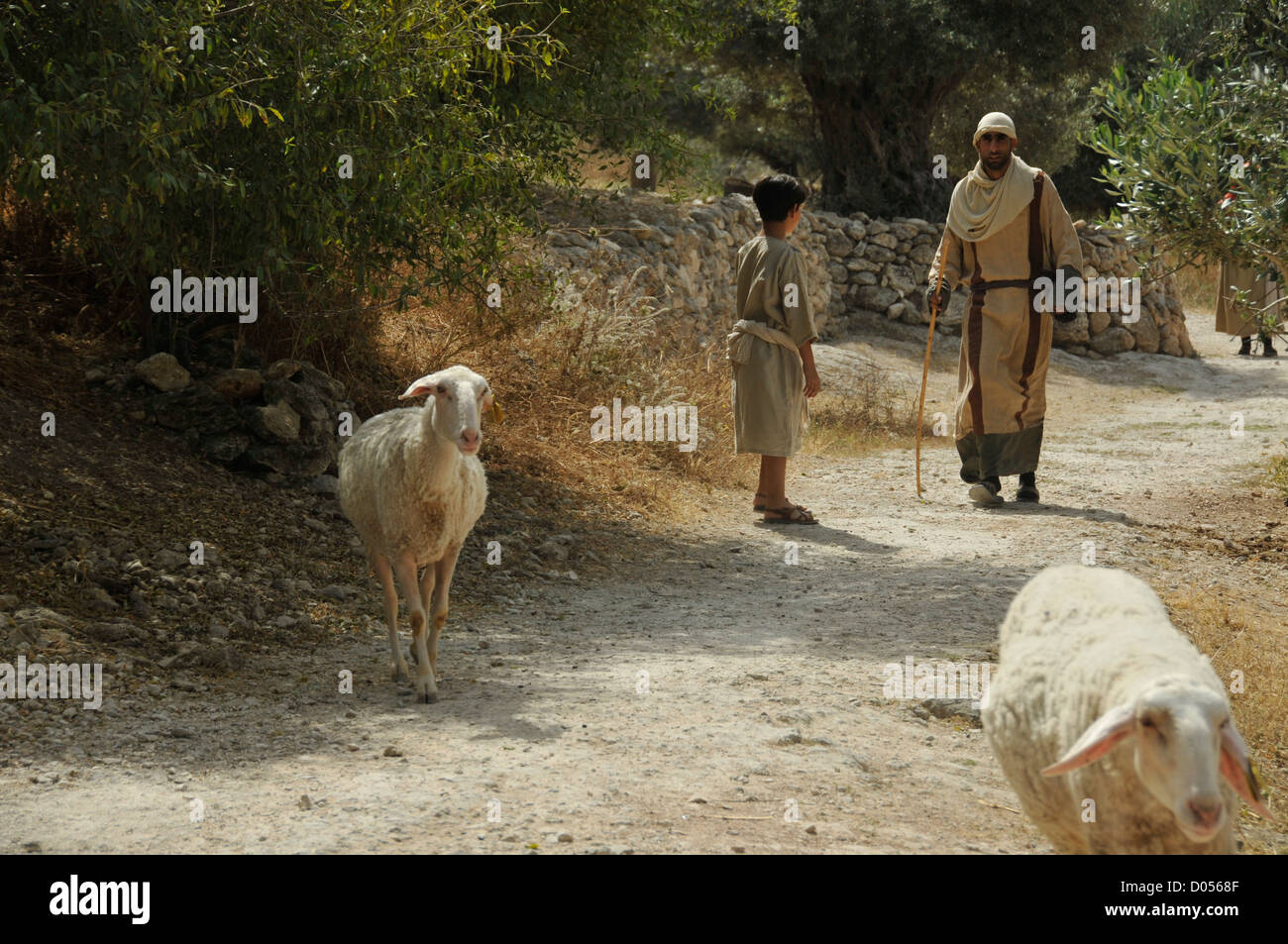shepherd with sheep in nazareth israel Stock Photo - Alamy