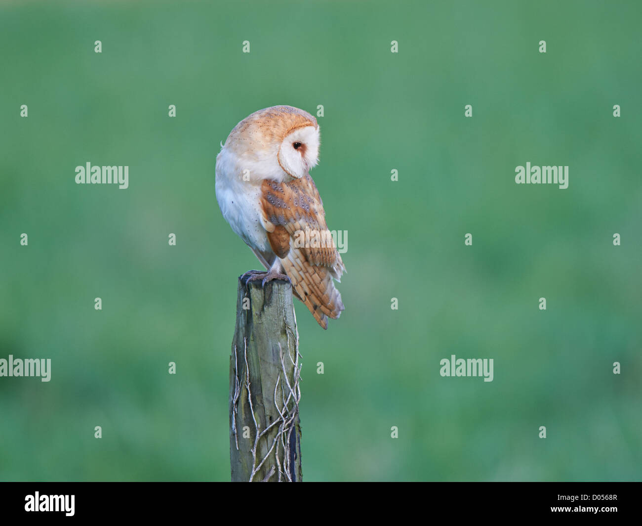 Barn Owl sitting on post Stock Photo - Alamy