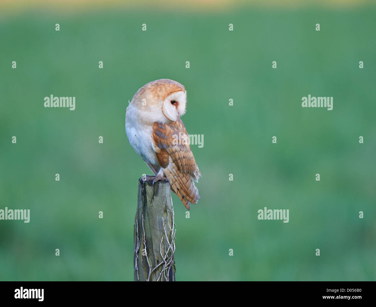 Barn owl tyto alba on grass hi-res stock photography and images - Alamy
