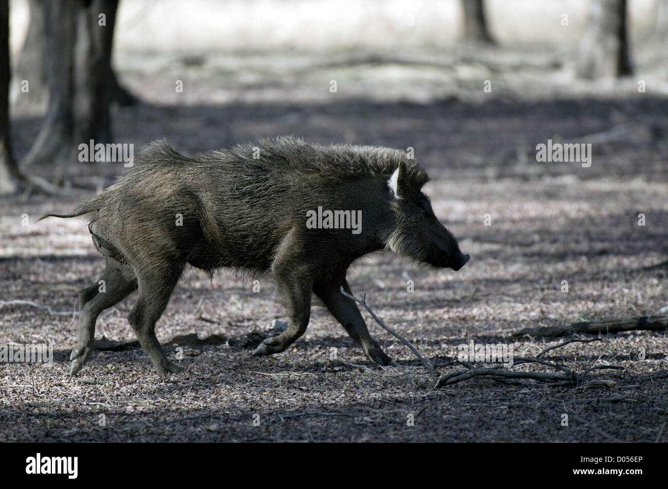 Wild boar running through forest Stock Photo - Alamy