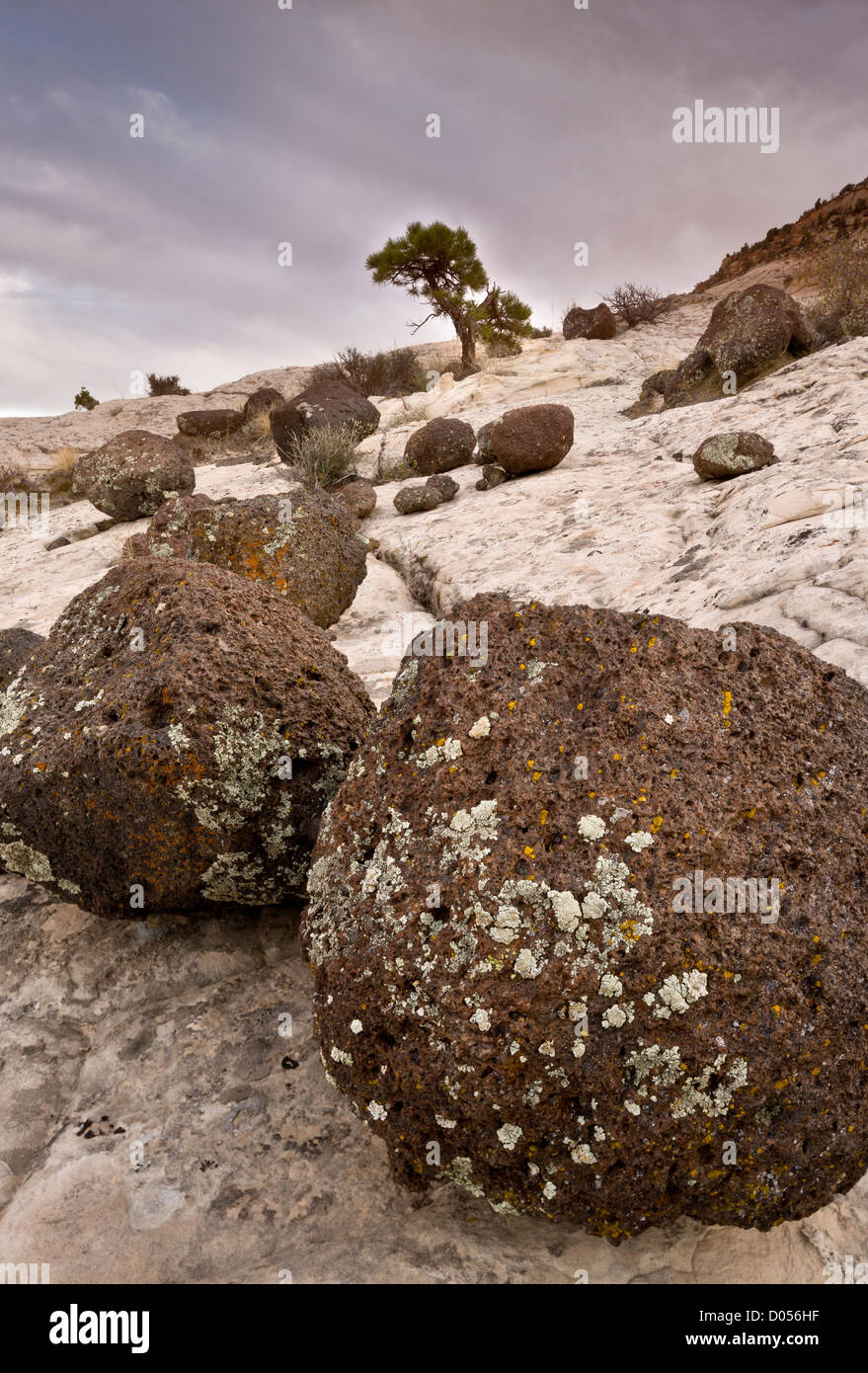 Volcanic boulders, from Boulder Mountain, on eroded Navajo sandstone ...