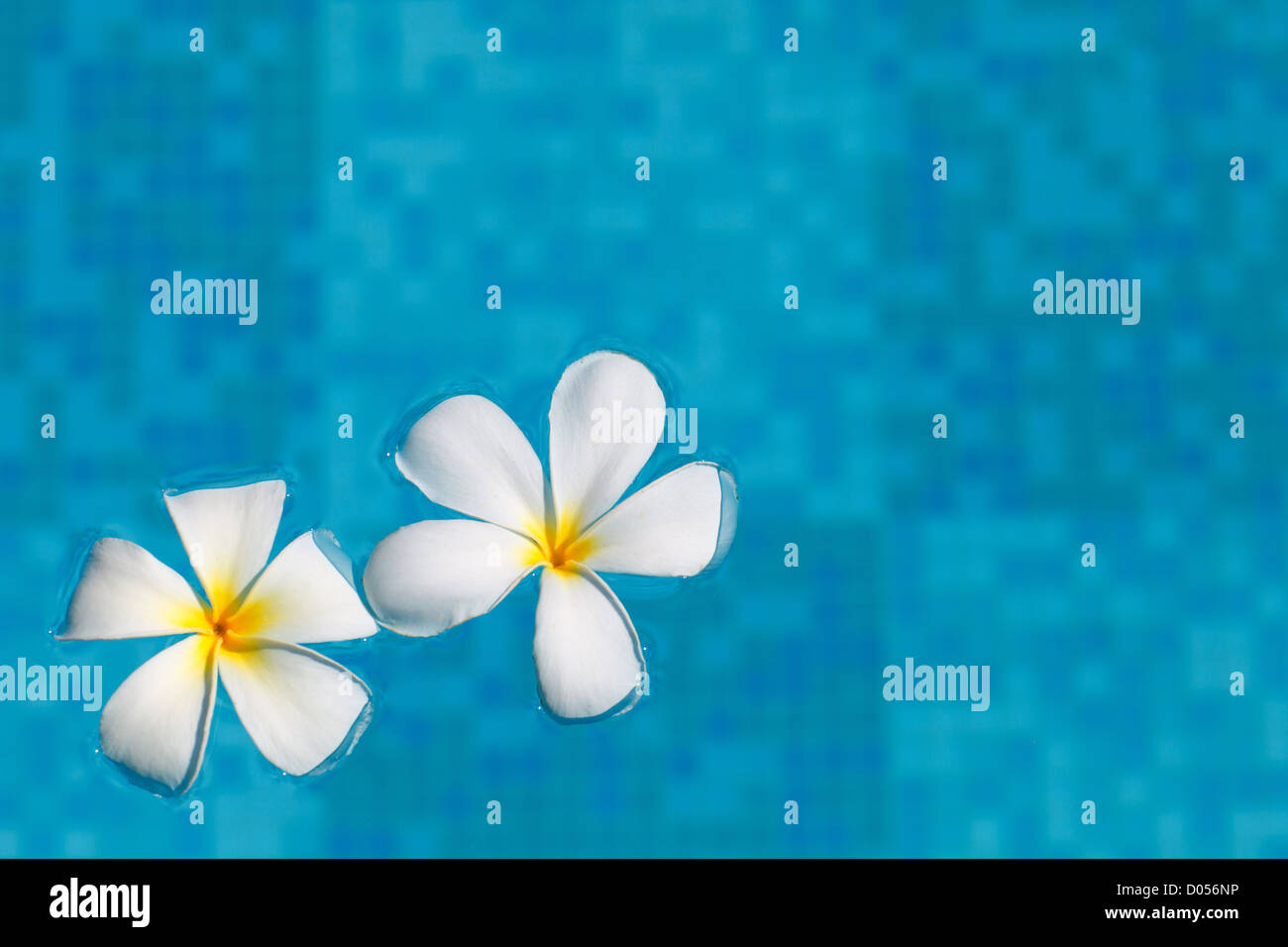 Frangipani flower in water Stock Photo - Alamy