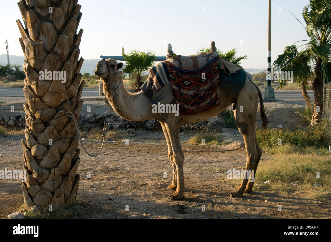 Camel in Israel along the street to Jerusalem Stock Photo - Alamy