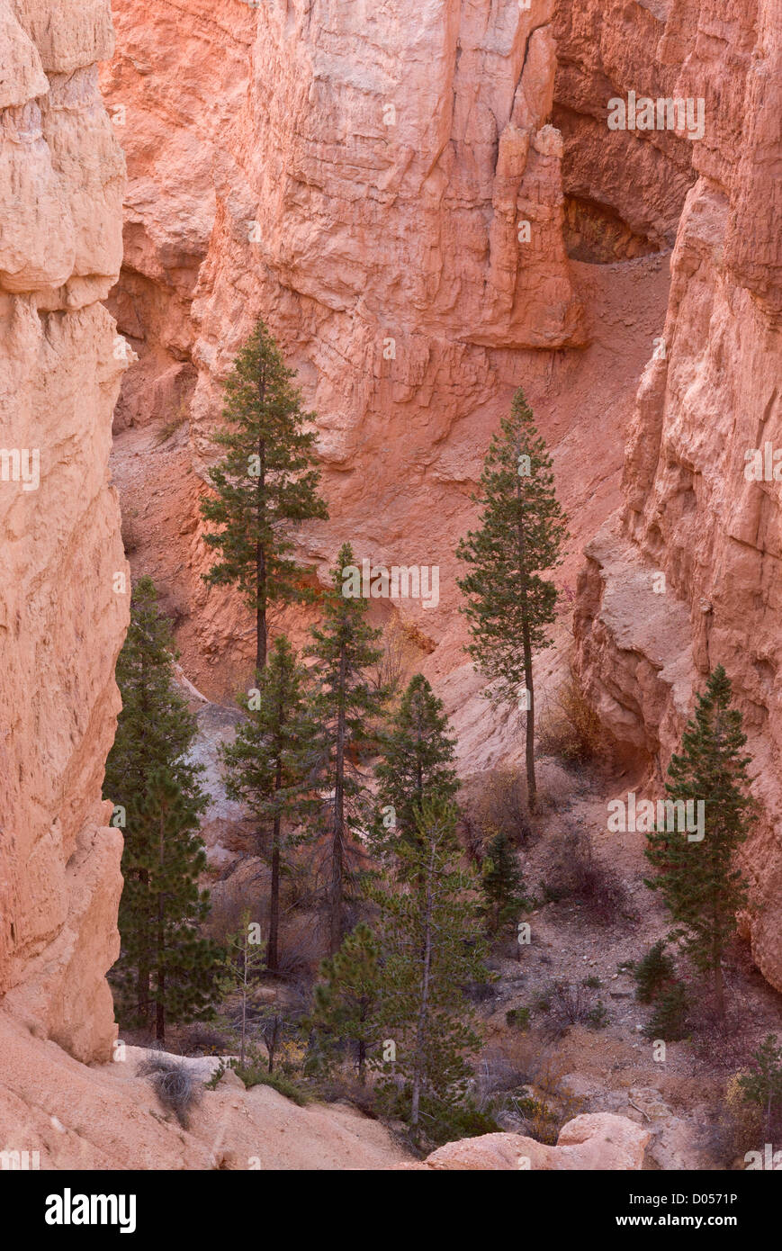 Lodgepole Pines growing among the Hoodoos or Rock pillars in Bryce ...