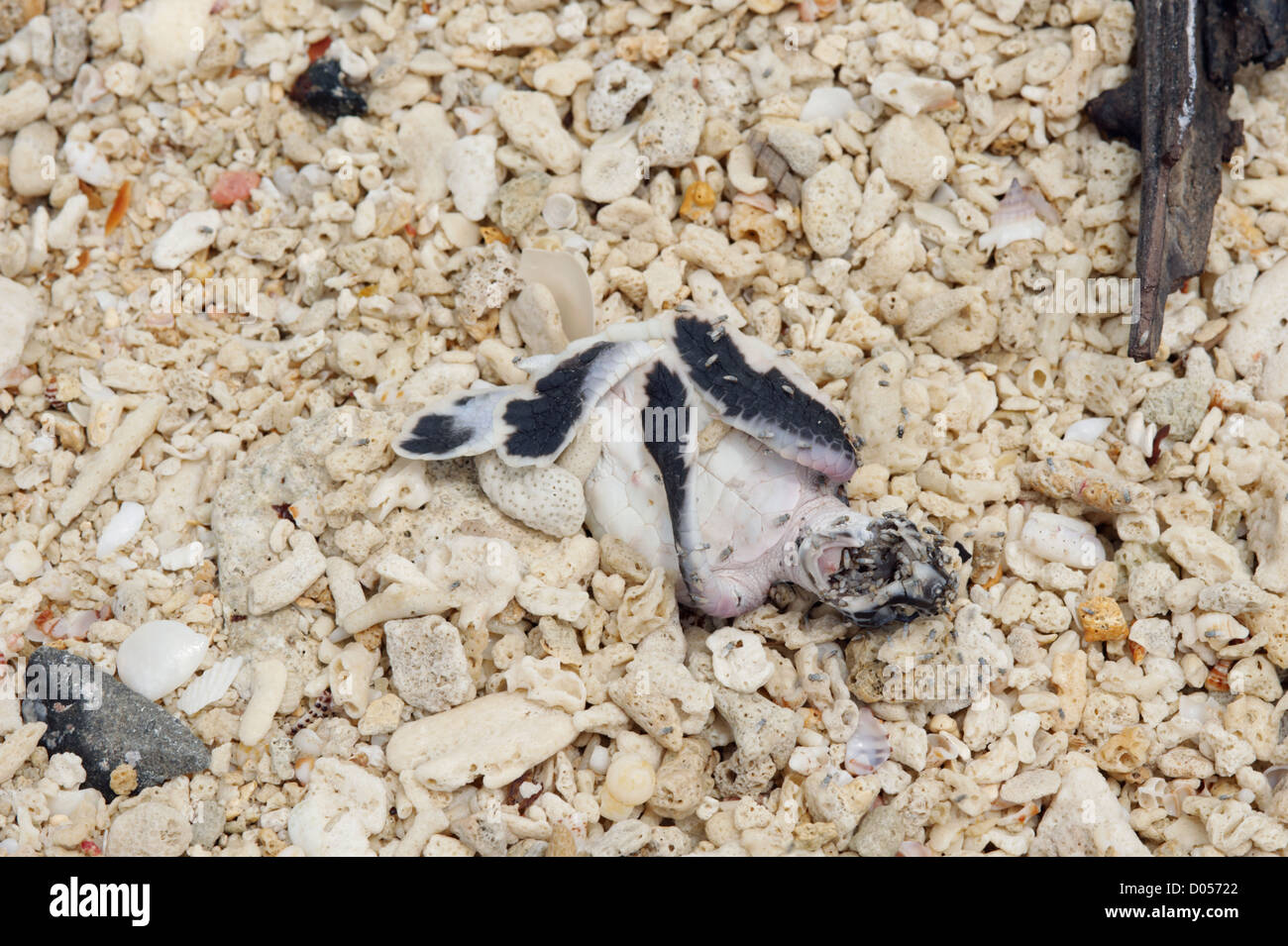 Dead Turtle On Beach