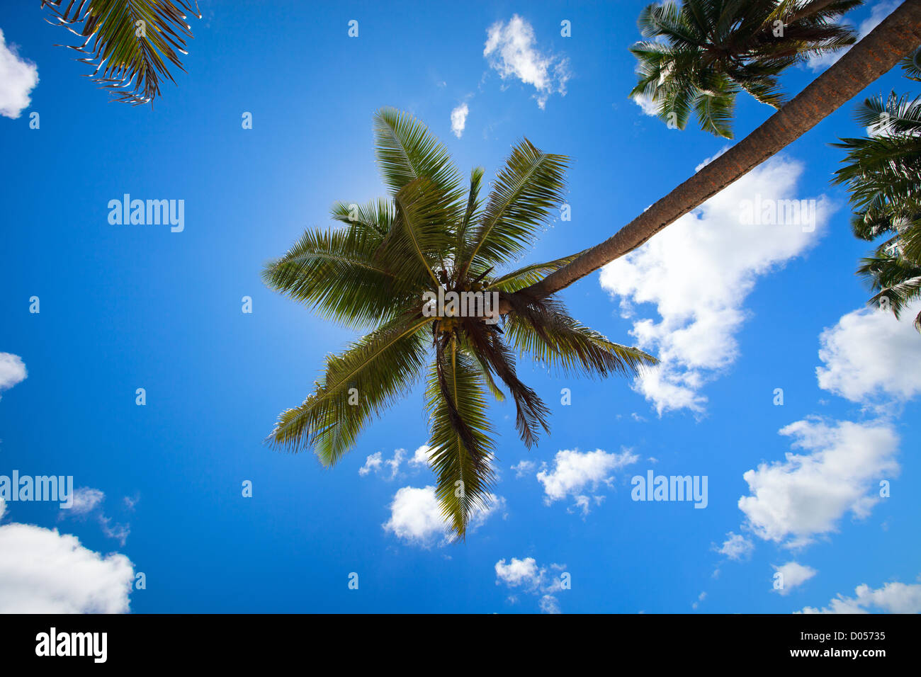 Coconut palm horizontal hi-res stock photography and images - Alamy