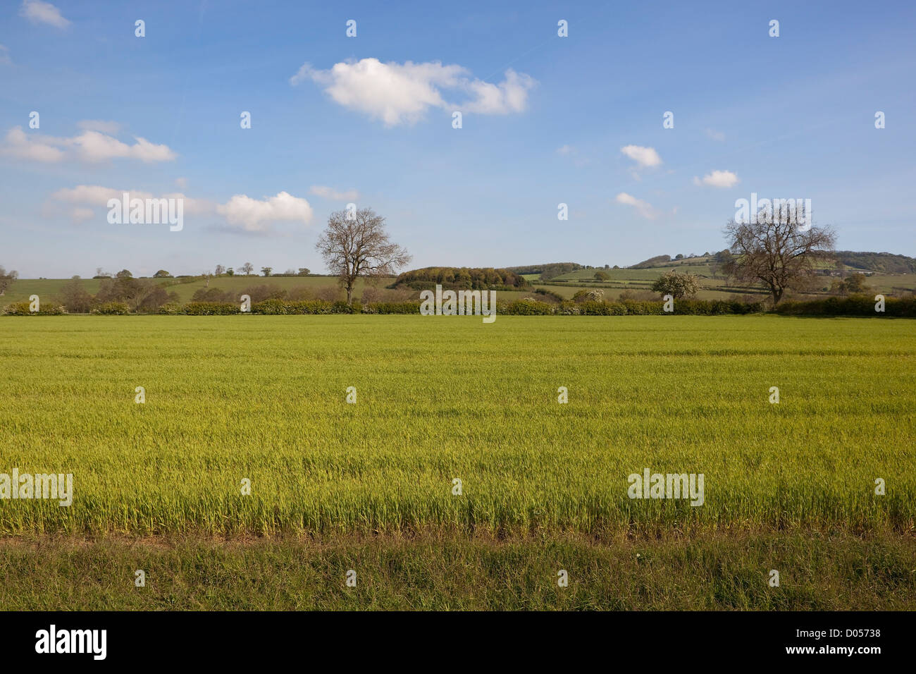 An agricultural landscape of the Yorkshire wolds in springtime with ...