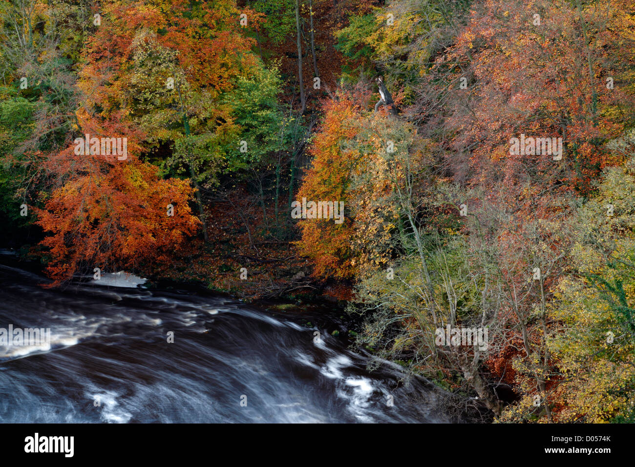 Colorful autumn foliage along the Nidd Gorge in Knaresborough ...