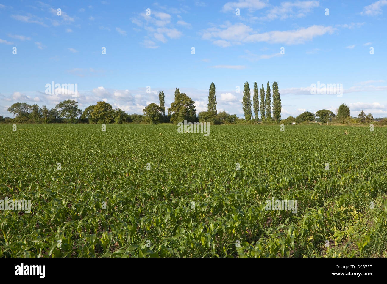 An agricultural landscape with a view over a field of young maize ...