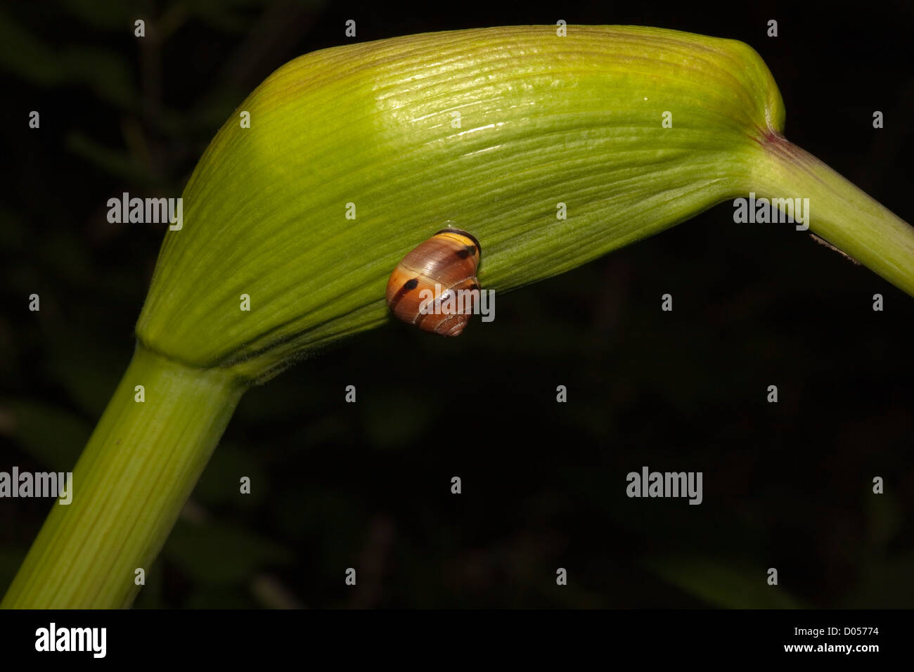A colorful snail resting on the green stem of a Hog-weed plant with ...