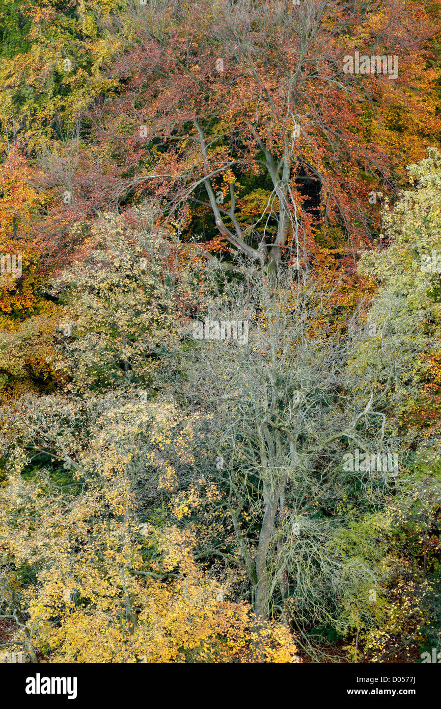 Colorful autumn foliage along the Nidd Gorge in Knaresborough ...