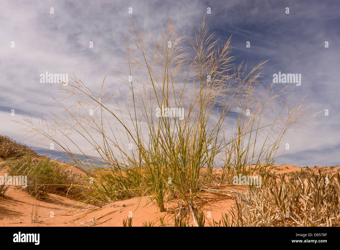 Giant Sandreed, Calamovilfa gigantea, on the dunes in Coral Pink Sand ...