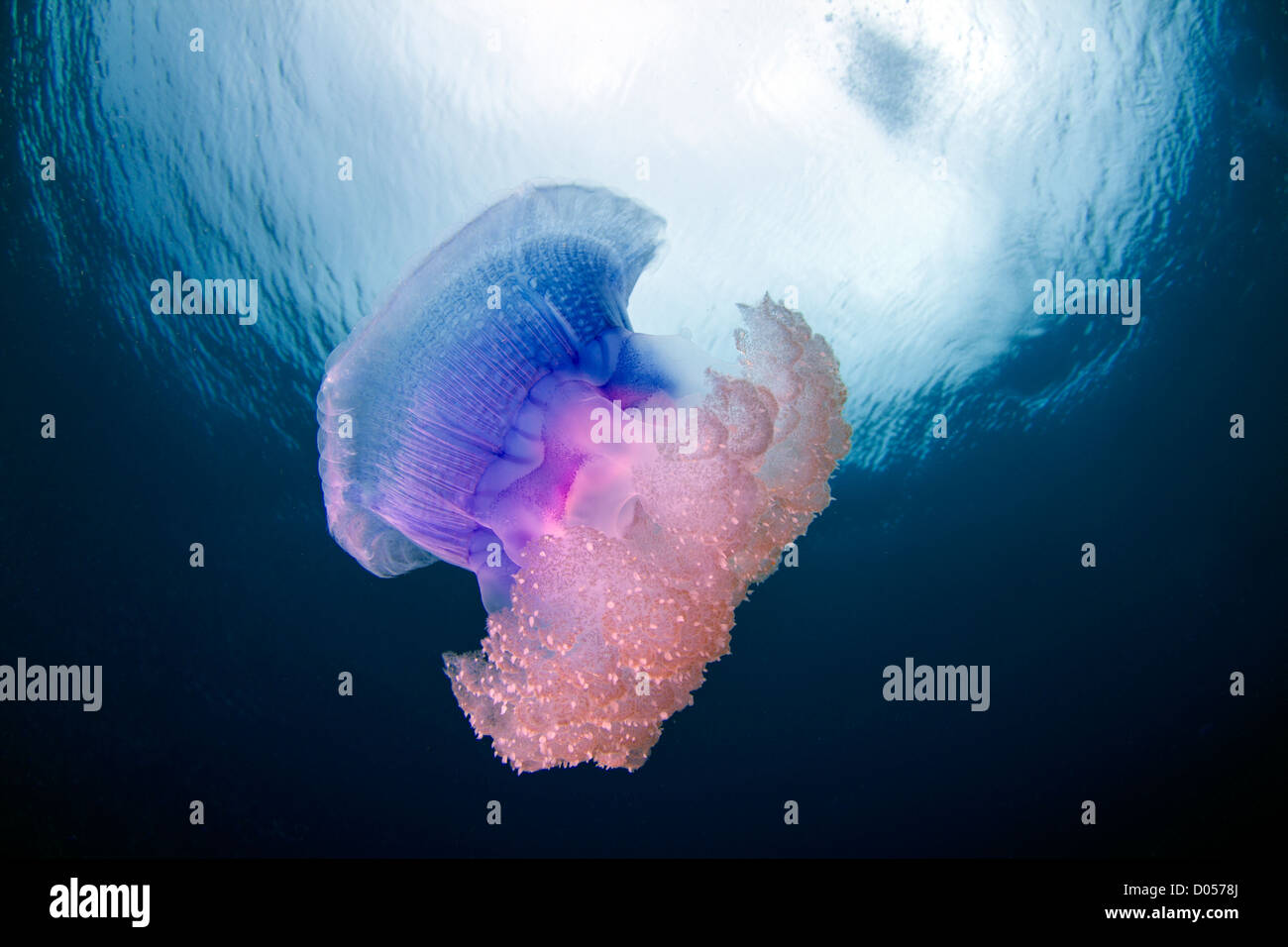 Crown Jellyfish - Netrostoma setouchina in Fiji Stock Photo - Alamy