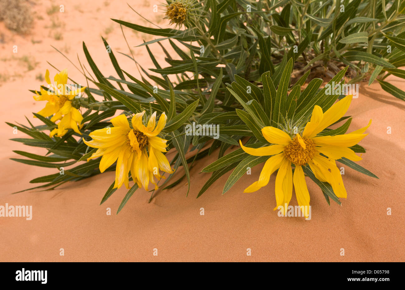 Mules ear flower hi-res stock photography and images - Alamy