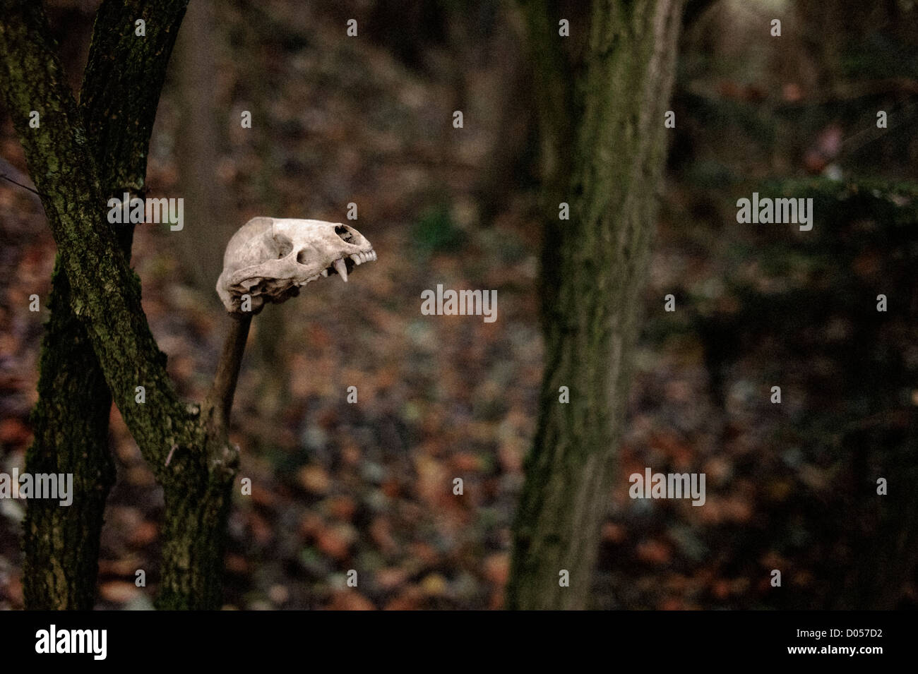 Badger skull hi-res stock photography and images - Alamy
