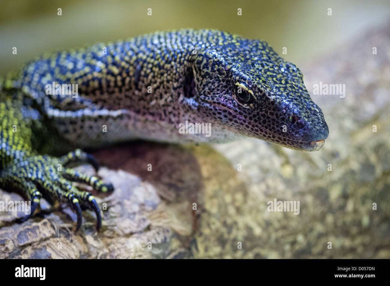 Curious lizard, looking at camera. Very shallow depth of field, focus ...