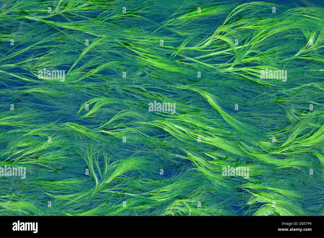 Close up of Chalk Stream Water Crowfoot (Ranunculus Penicillatus) in a ...
