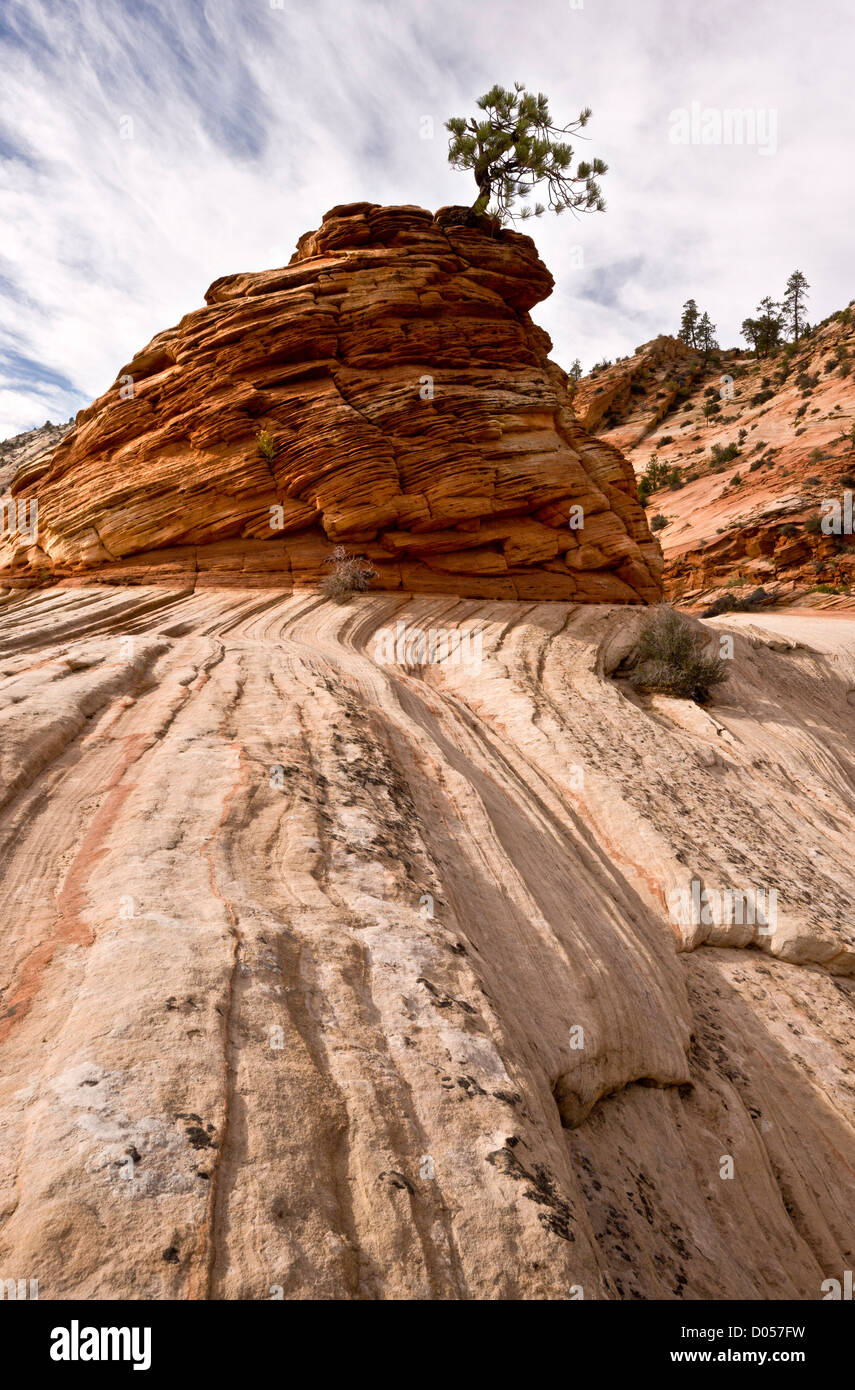 Dwarf ponderosa pine on Temple Cap formation topping the Navajo ...