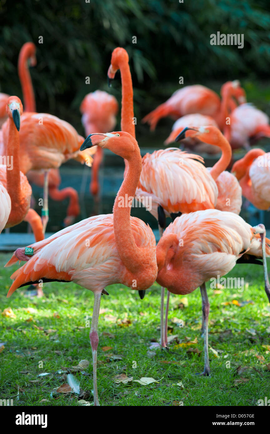Group of pink flamingos Stock Photo - Alamy