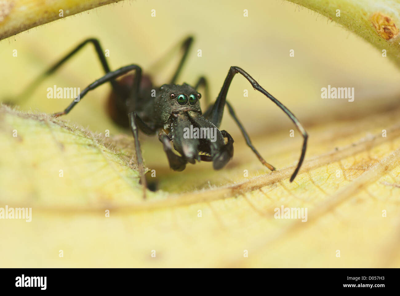 Mimic Ant Spider Stock Photo - Alamy