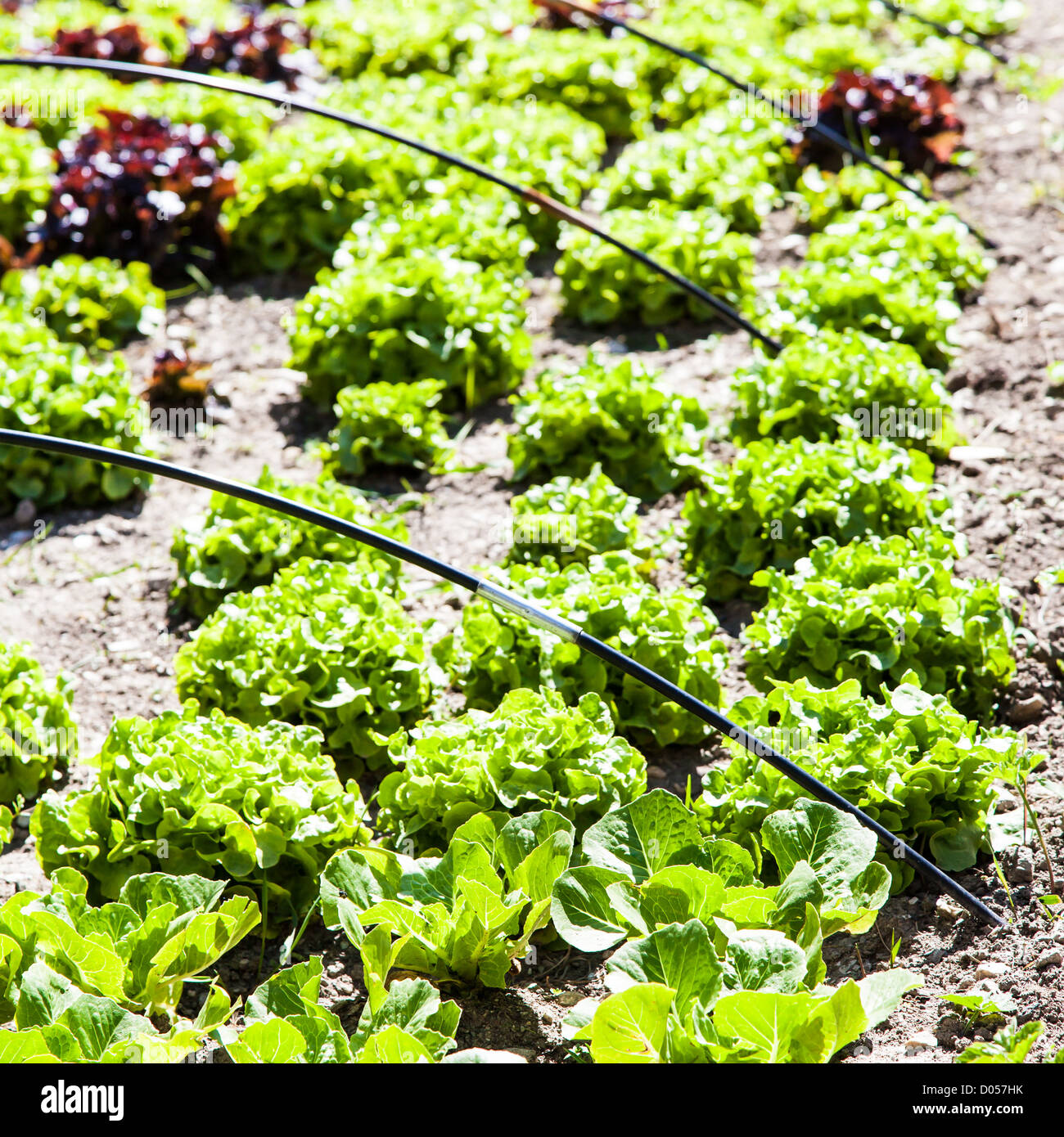 A small vegetable garden with salad during summer season, vivid colors ...