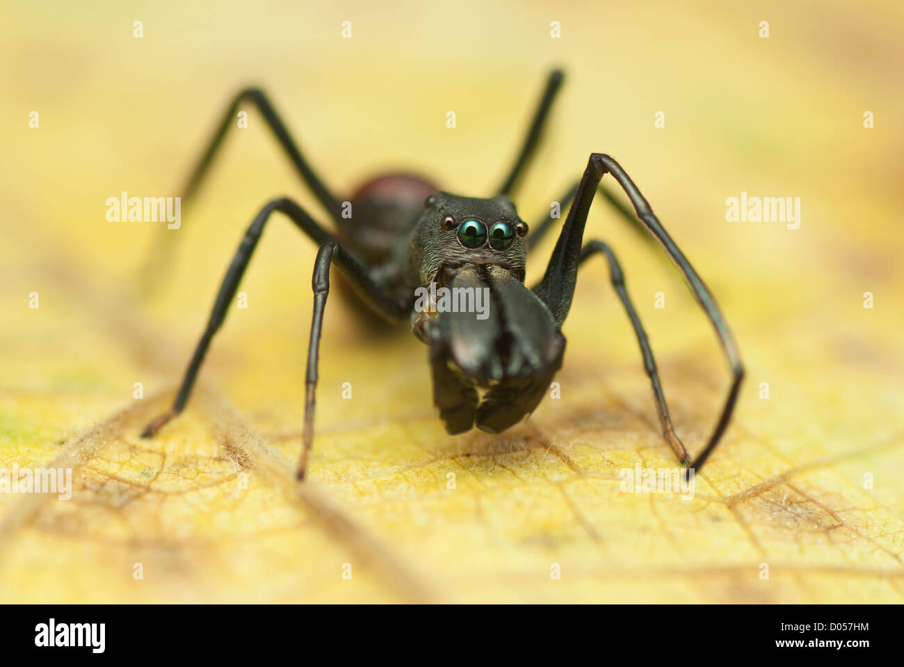 Mimic Ant Spider Stock Photo - Alamy