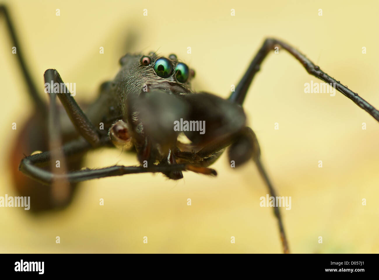 Mimic Ant Spider Stock Photo - Alamy