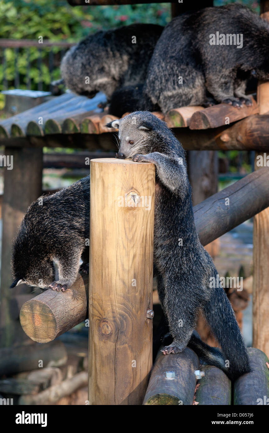 Binturongs (Arctictis binturong) playing outdoors Stock Photo - Alamy