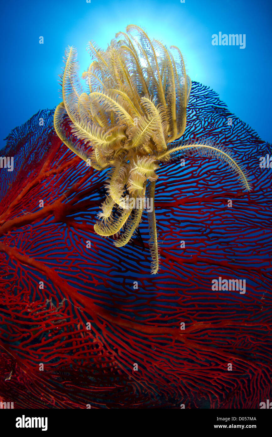Phylum echinodermata hi-res stock photography and images - Alamy Phylum echinodermata hi-res stock photography and images - Alamy