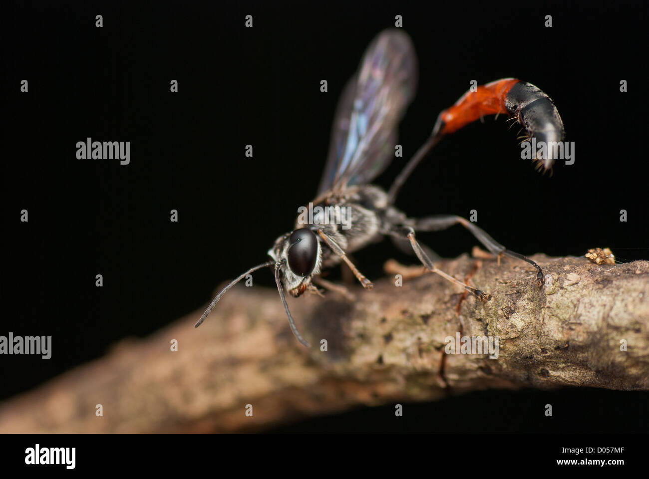 Wasp macro hi-res stock photography and images - Alamy