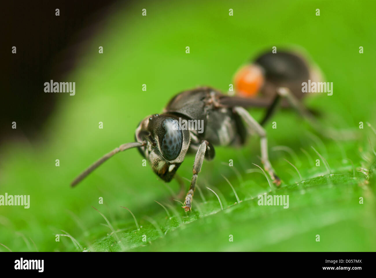 Wasp macro hi-res stock photography and images - Alamy