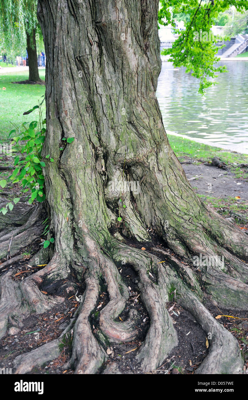 Japanese katsura tree hi-res stock photography and images - Alamy