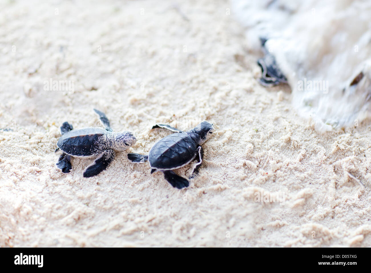 Baby green turtles Stock Photo - Alamy