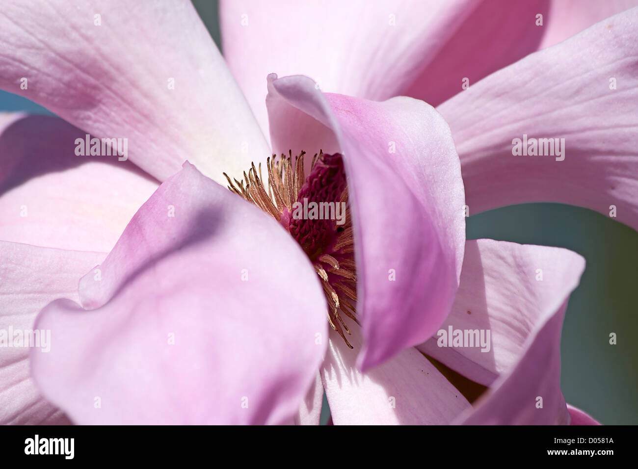 Magnificent magnolia flowers in the spring garden Stock Photo - Alamy