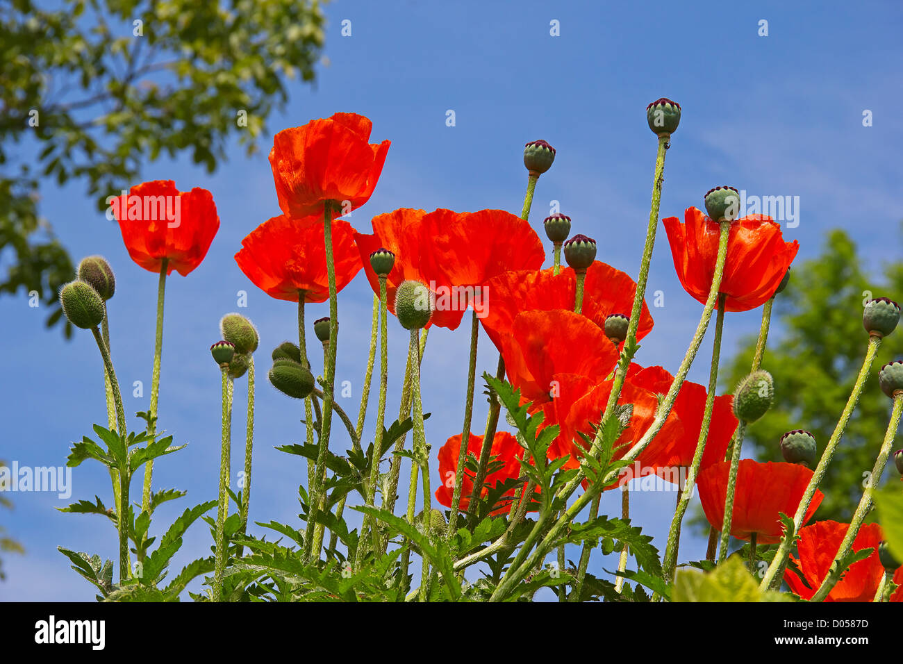 Bright red poppies in the garden Stock Photo - Alamy