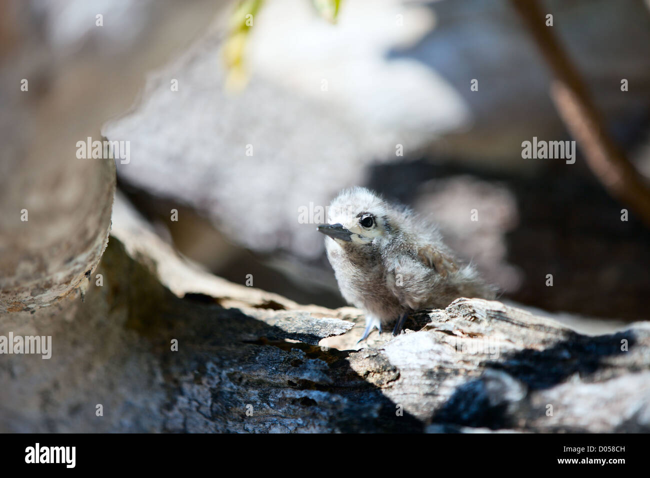 White tern baby Stock Photo - Alamy