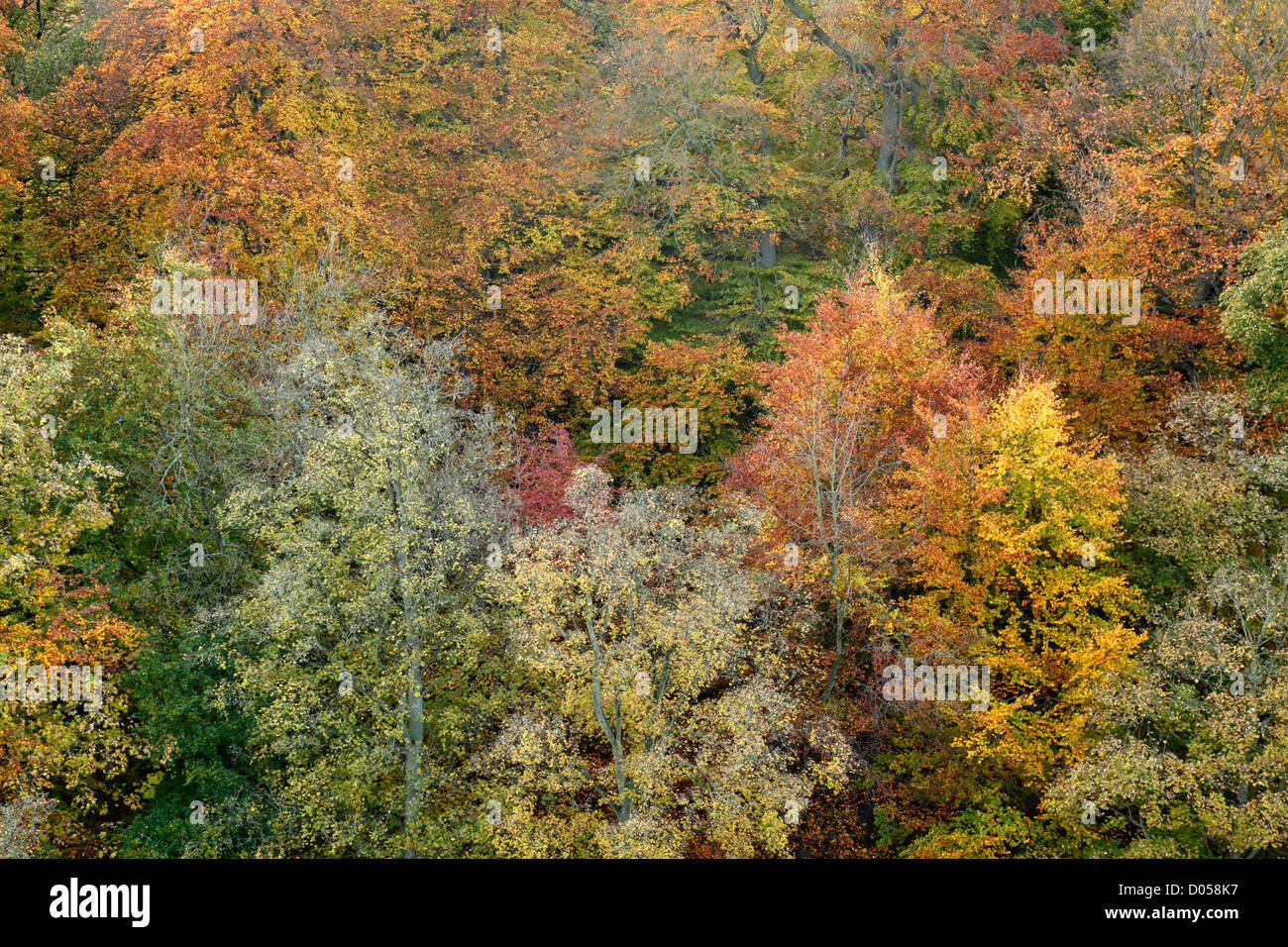 Colorful autumn foliage along the Nidd Gorge in Knaresborough ...