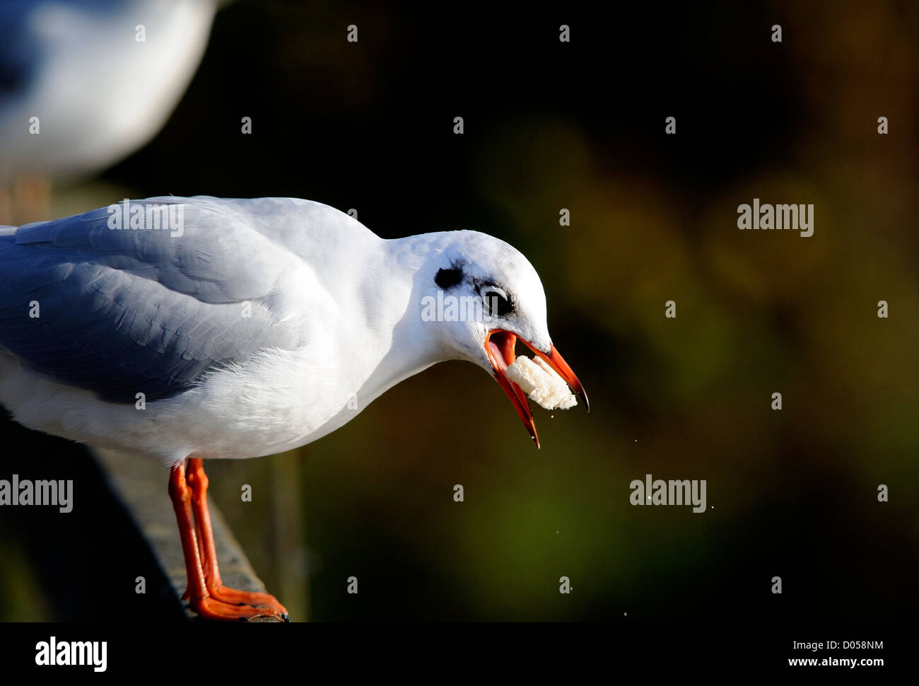 Gull proof hi-res stock photography and images - Alamy