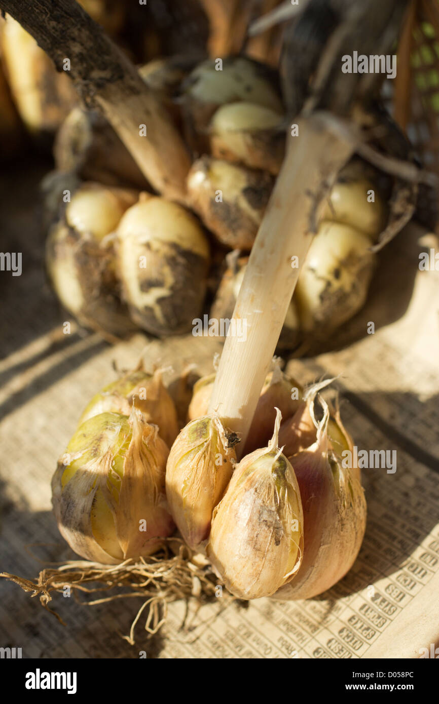 Long neck garlic hi-res stock photography and images - Alamy