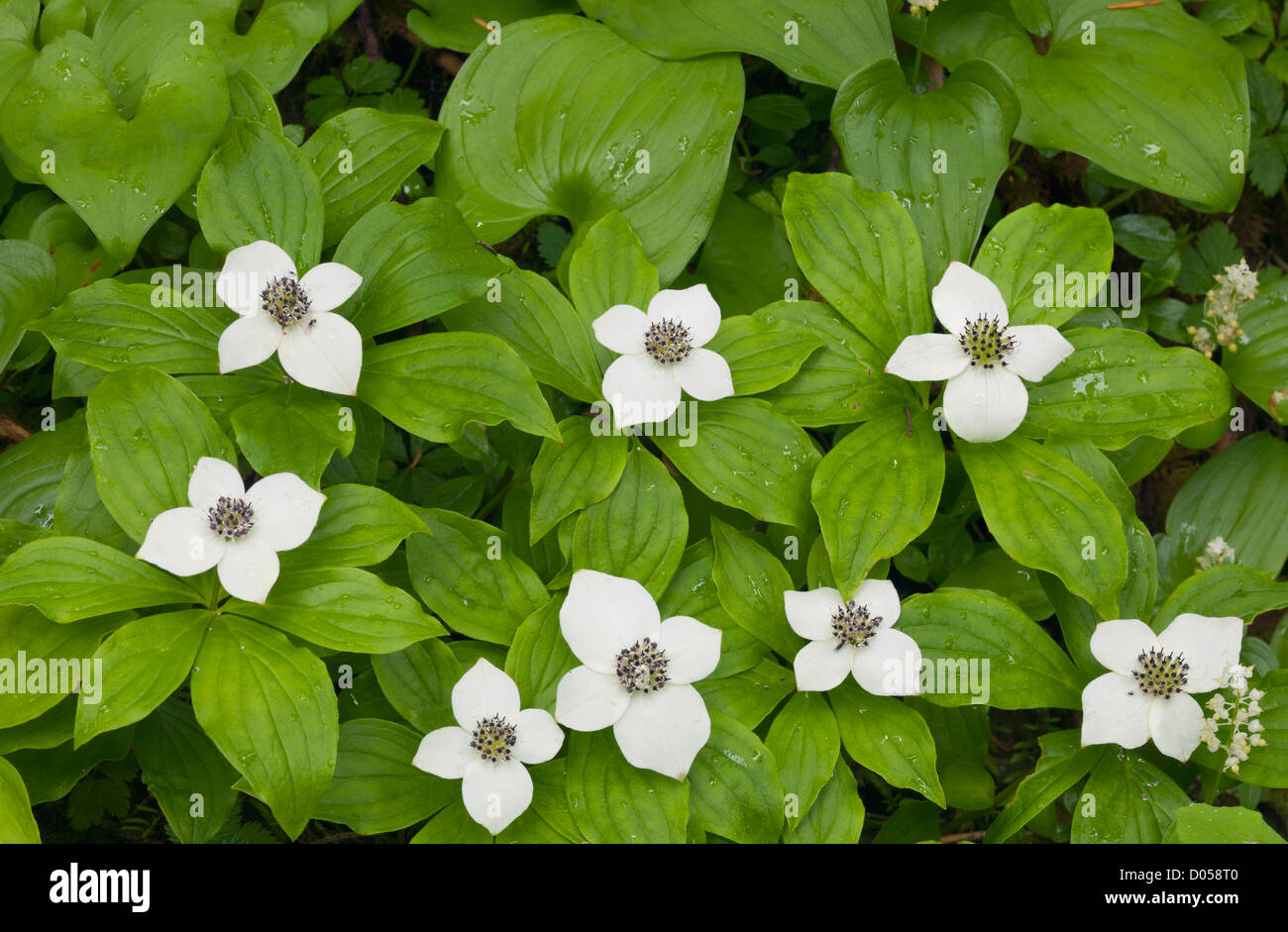 Canadas National Flower