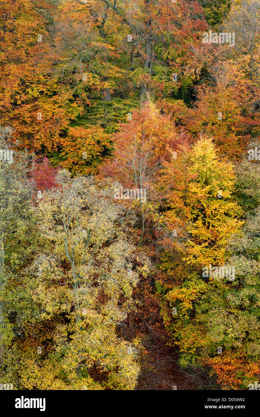 Colorful autumn foliage along the Nidd Gorge in Knaresborough ...
