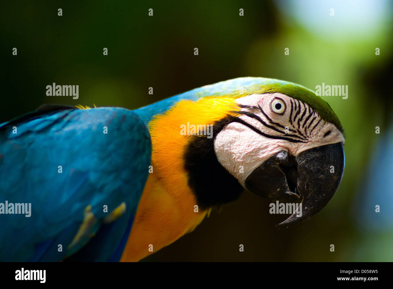 Colorful macaw parrot Stock Photo - Alamy