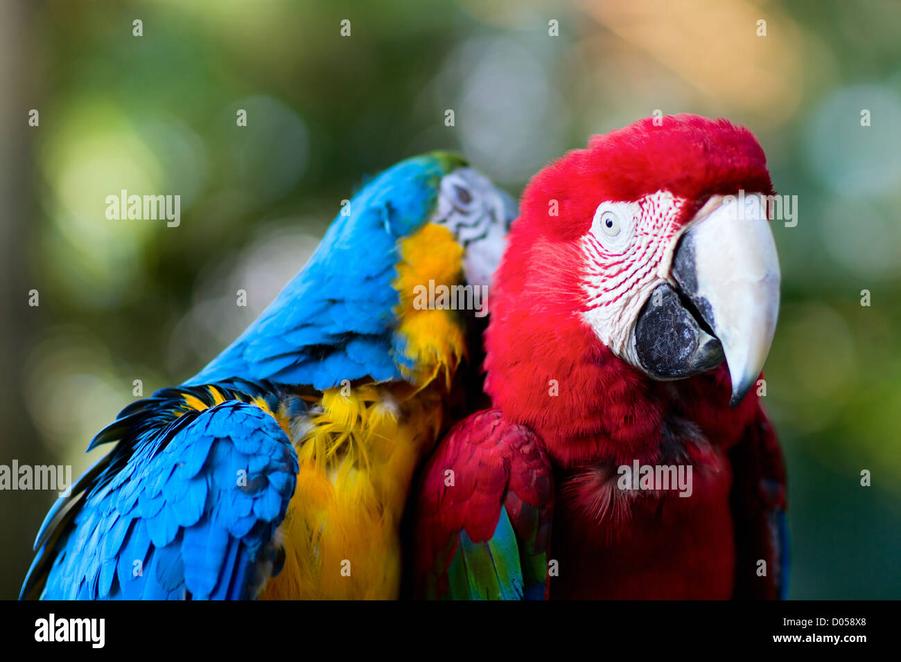 Colorful macaw parrots Stock Photo - Alamy